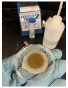 Living Filtration Membranes - International Filtration News